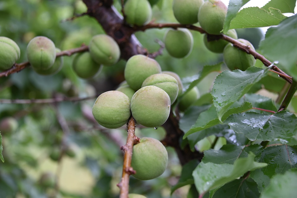 Nature Fruit Prune - Photo gratuite sur Pixabay - Pixabay