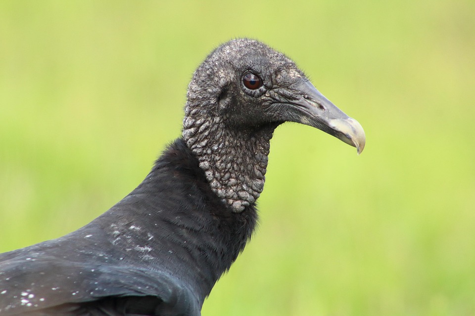 Urubu Noir Oiseau Animal - Photo gratuite sur Pixabay