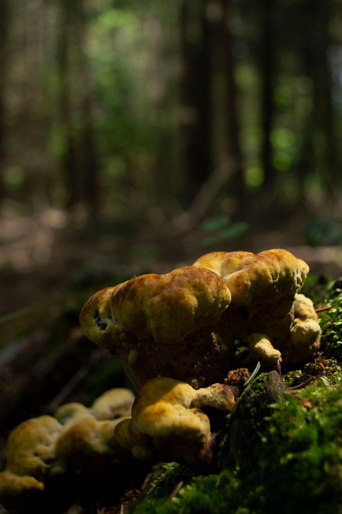 Champignon Forêt Nature - Photo gratuite sur Pixabay