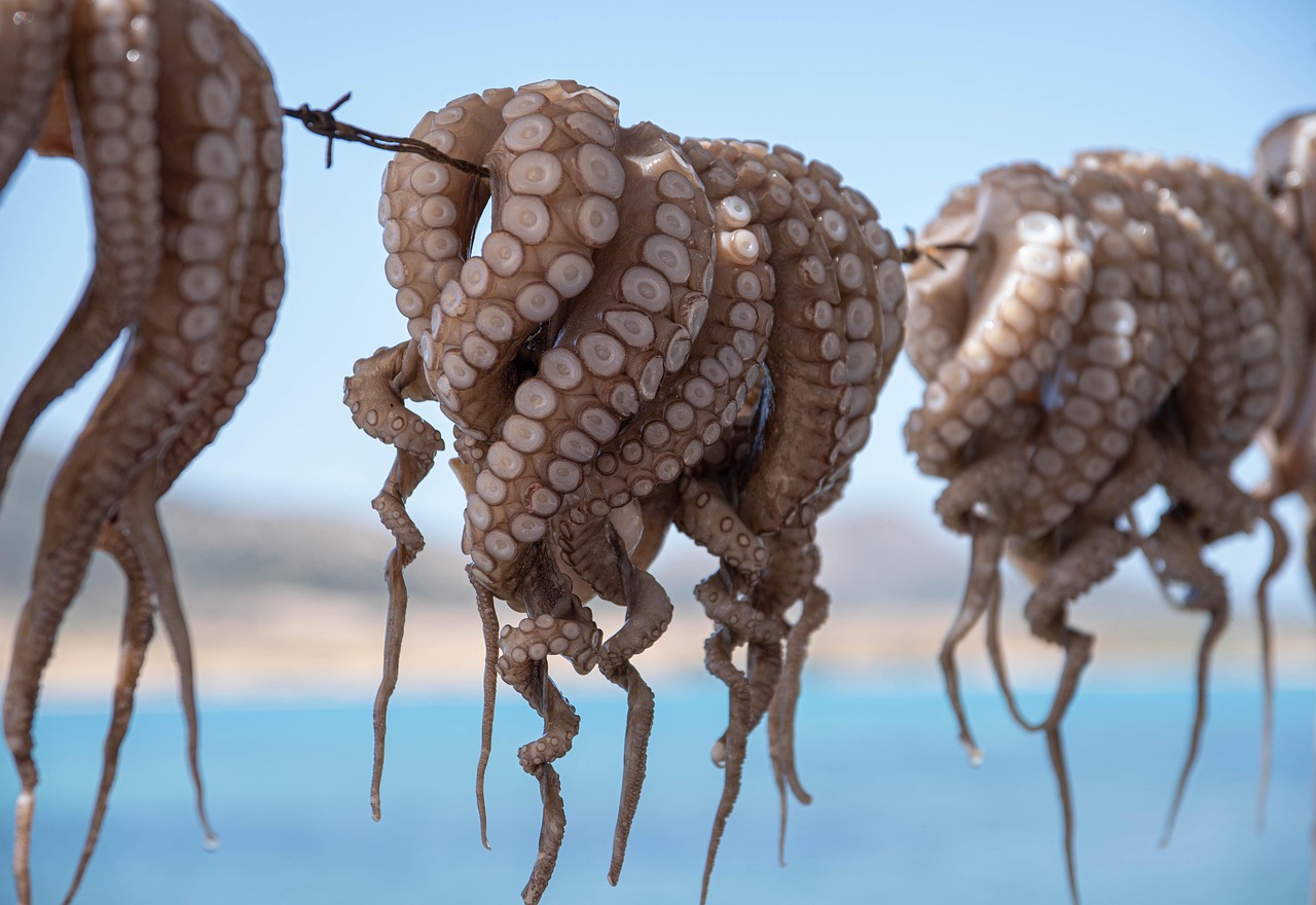 Octopus Sea Food - Free photo on Pixabay
