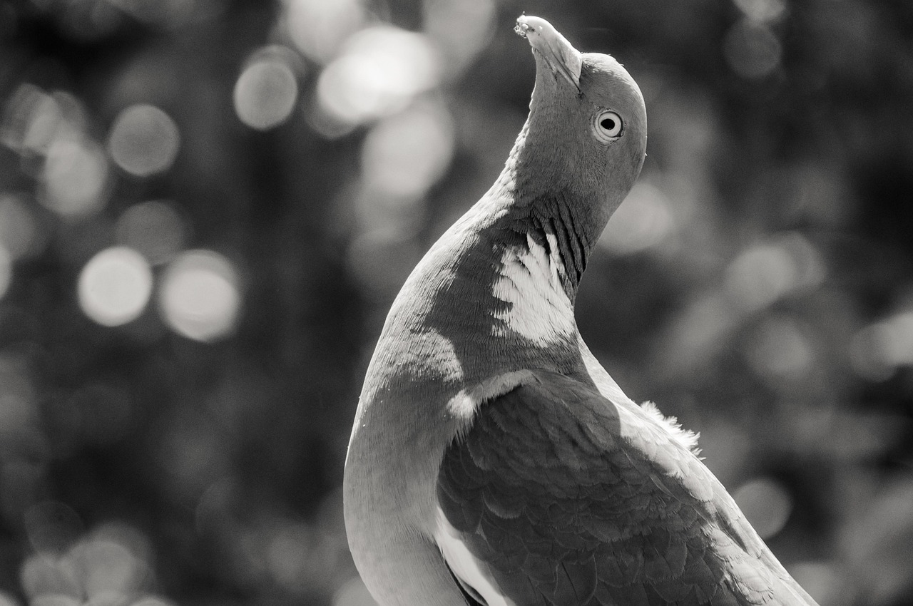 Burung Merpati Ilmu - Foto gratis di Pixabay - Pixabay