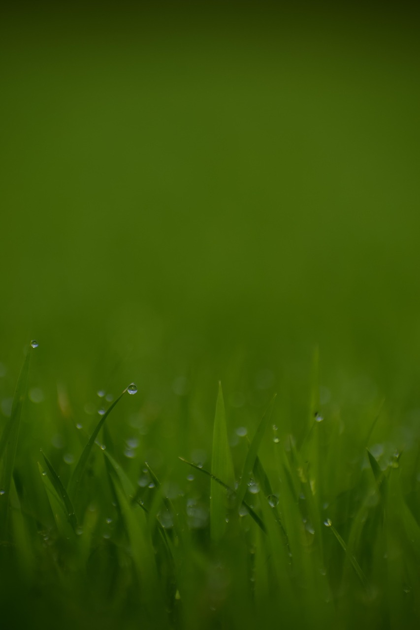 Grass Rain Raindrops Water Free Photo On Pixabay Pixabay