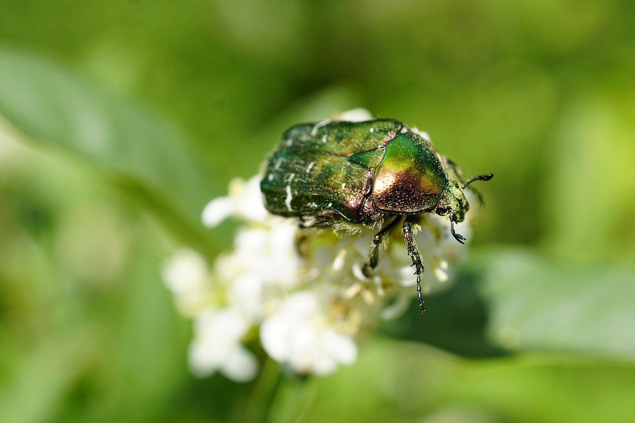 Insect Beetle Entomology - Free photo on Pixabay - Pixabay