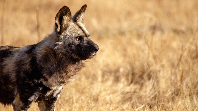 Perro Salvaje Africano Canino - Foto gratis en Pixabay - Pixabay