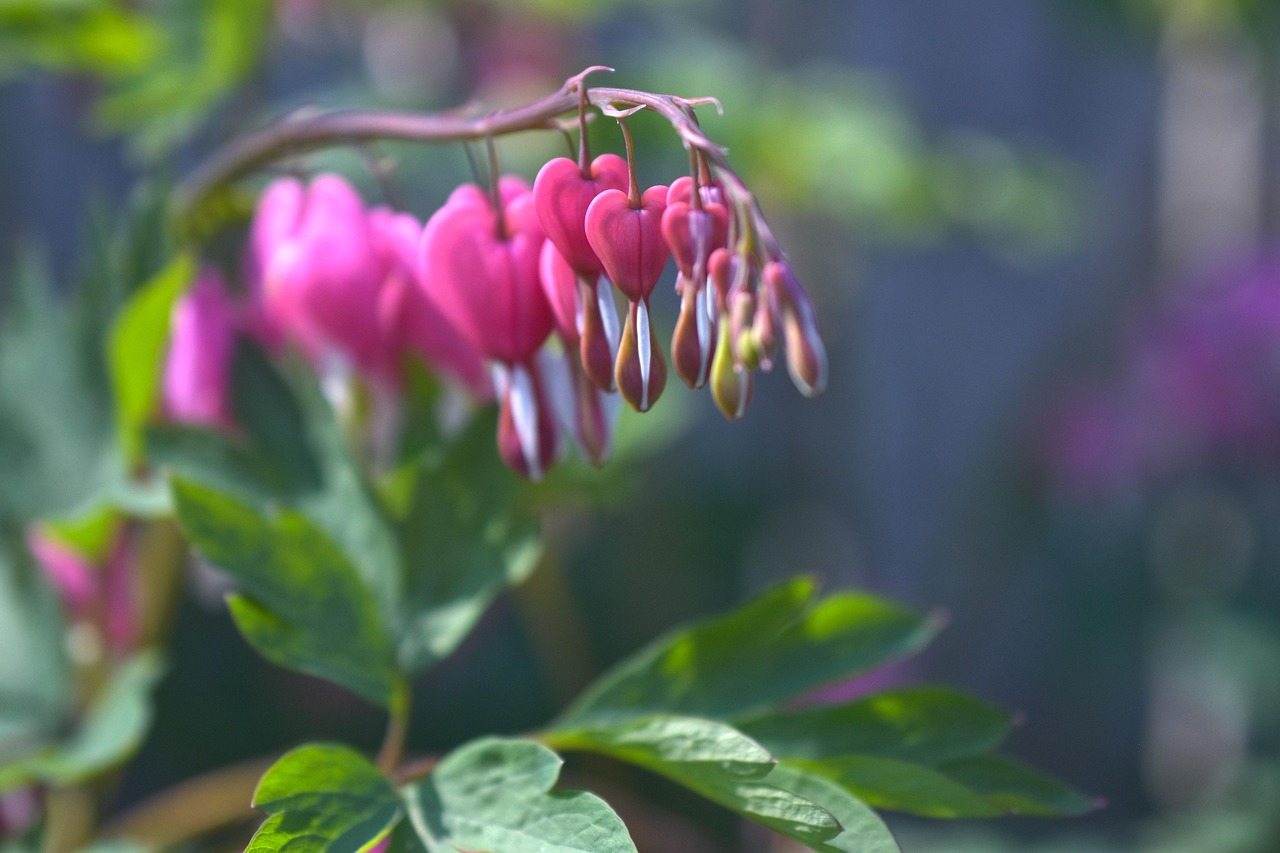 Bunga Perdarahan Jantung - Foto gratis di Pixabay - Pixabay