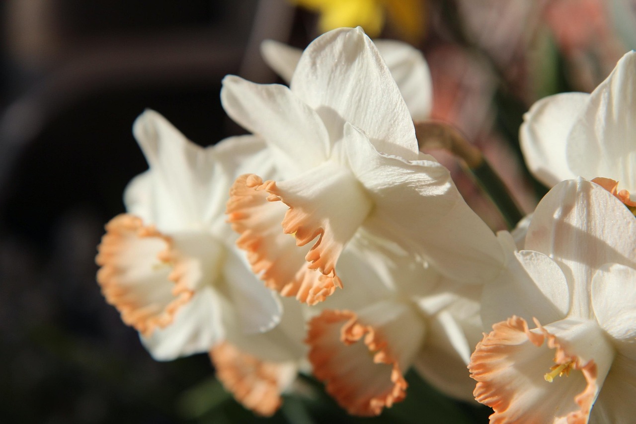 Narcissus Flowers Daffodils - Free photo on Pixabay - Pixabay