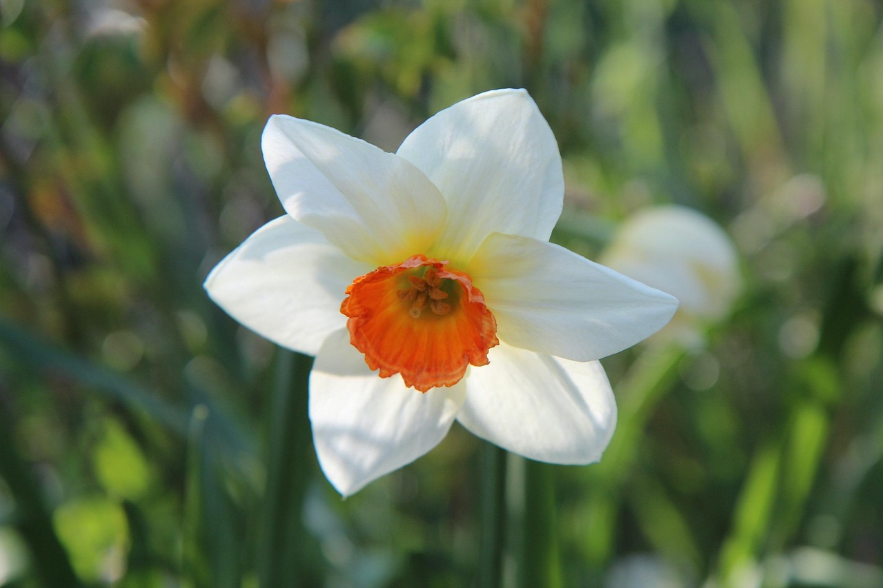 White Daffodil Photography