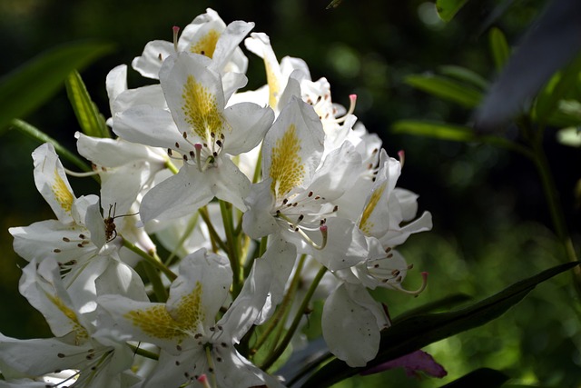 Fleurs Grand Laurier Bloom - Photo gratuite sur Pixabay - Pixabay