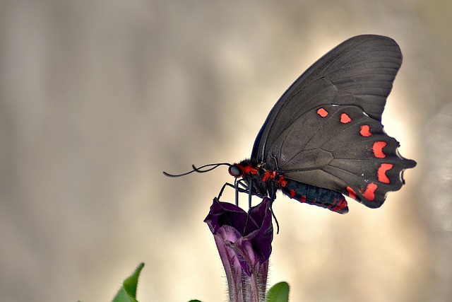Borboleta Inseto Voador - Foto gratuita no Pixabay - Pixabay