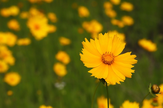 Blumen Natur Botanik - Kostenloses Foto auf Pixabay - Pixabay