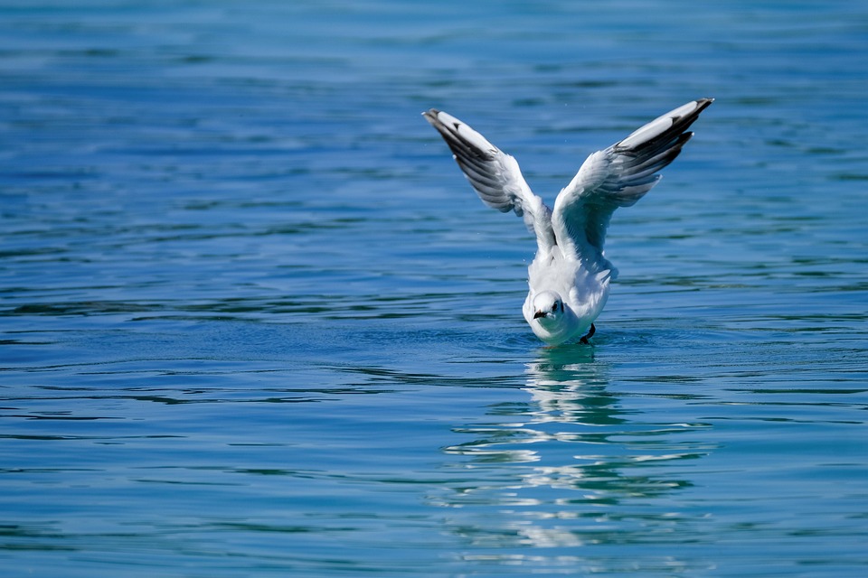 Black-Headed Gull Seagull - Free photo on Pixabay
