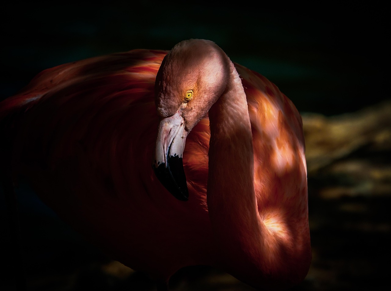Flamingo Bird Animal - Free photo on Pixabay - Pixabay