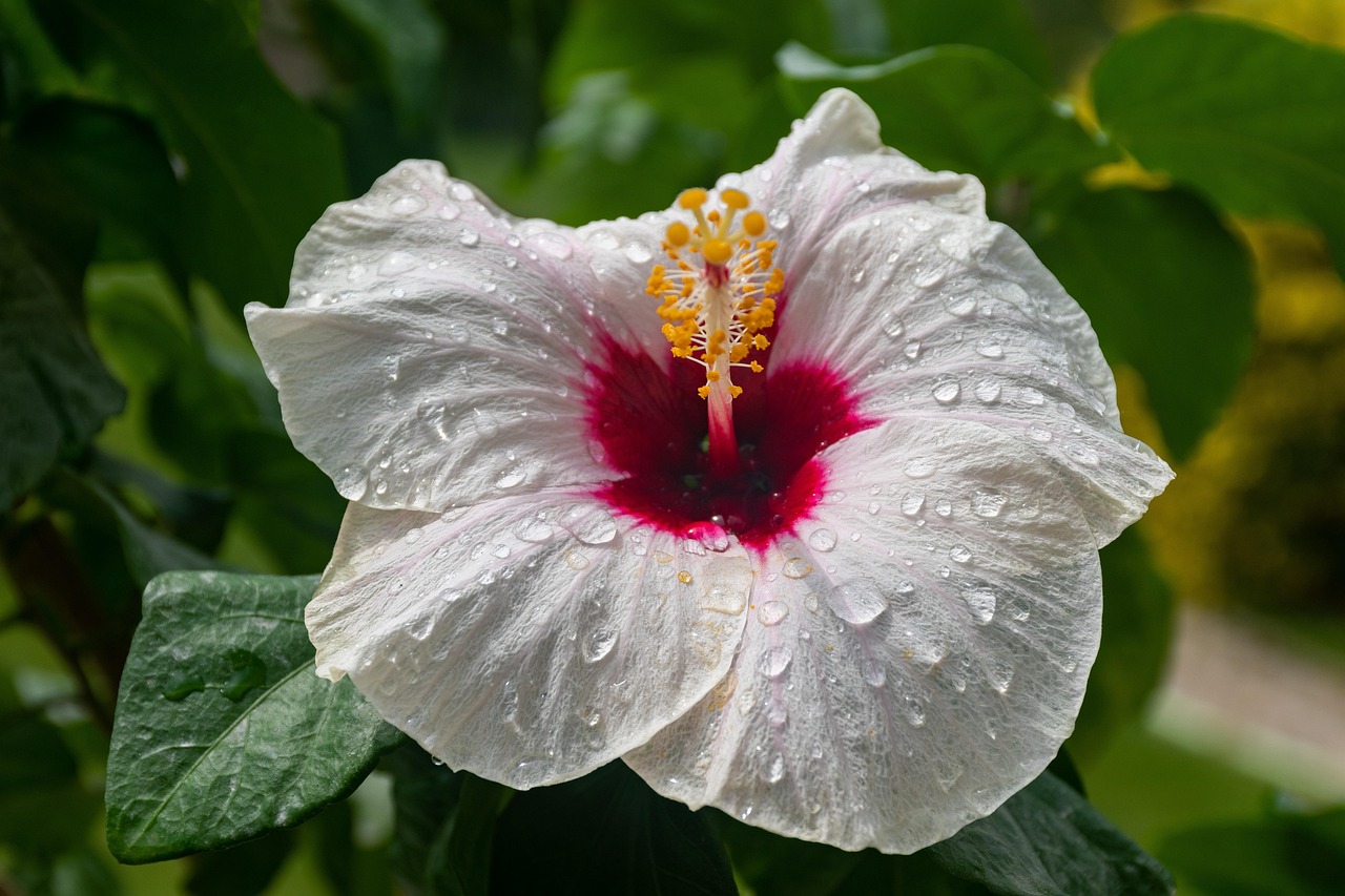 4,000+ Free Hibiscus & Nature Images - Pixabay