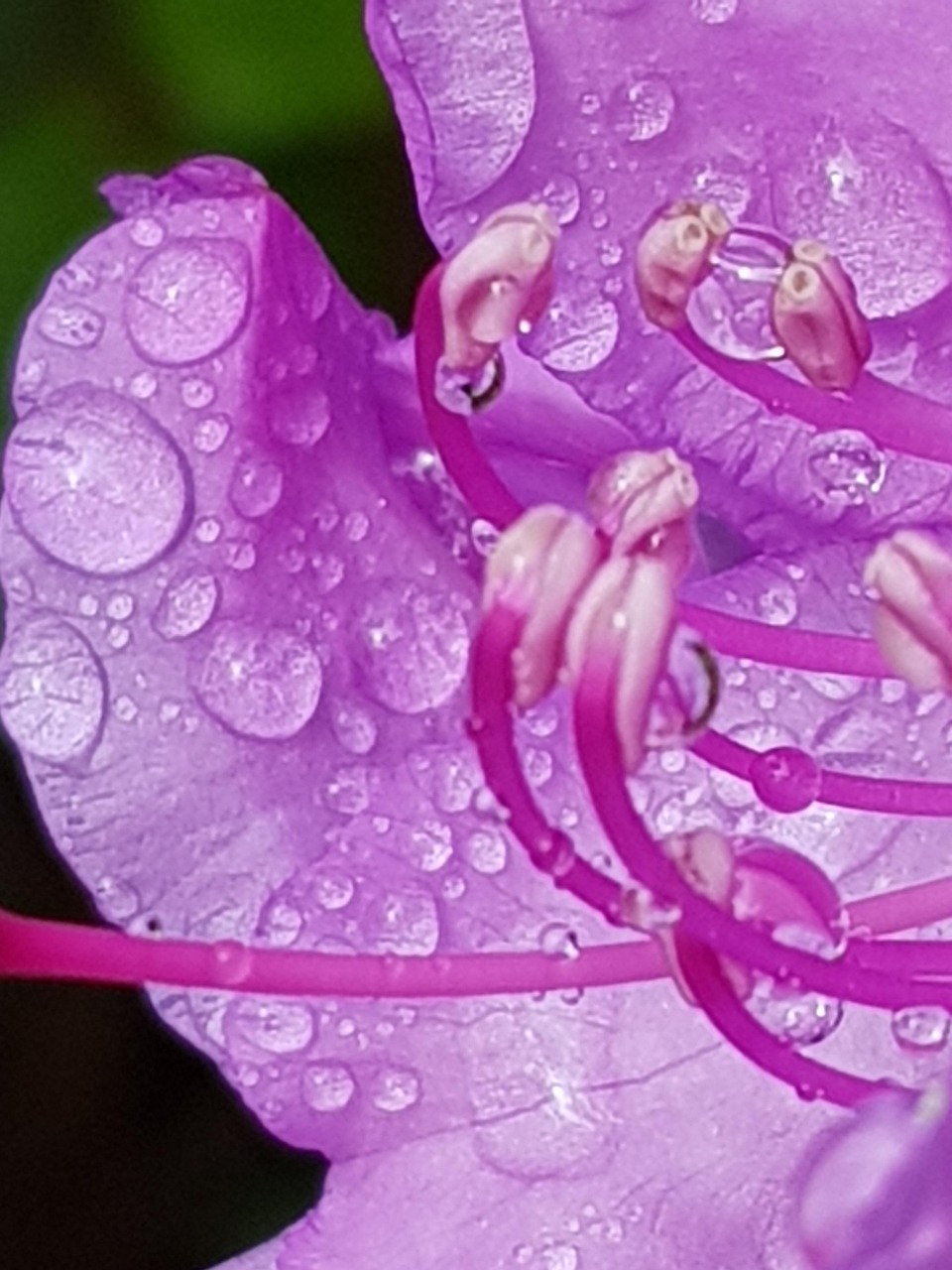 Rhododendron Lila Rosa - Foto gratuita no Pixabay - Pixabay