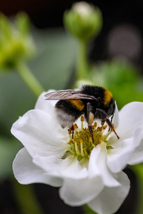 Bumblebee Blossom Bloom - Free photo on Pixabay - Pixabay