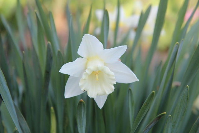 Narcisse Blanche Fleur - Photo gratuite sur Pixabay - Pixabay