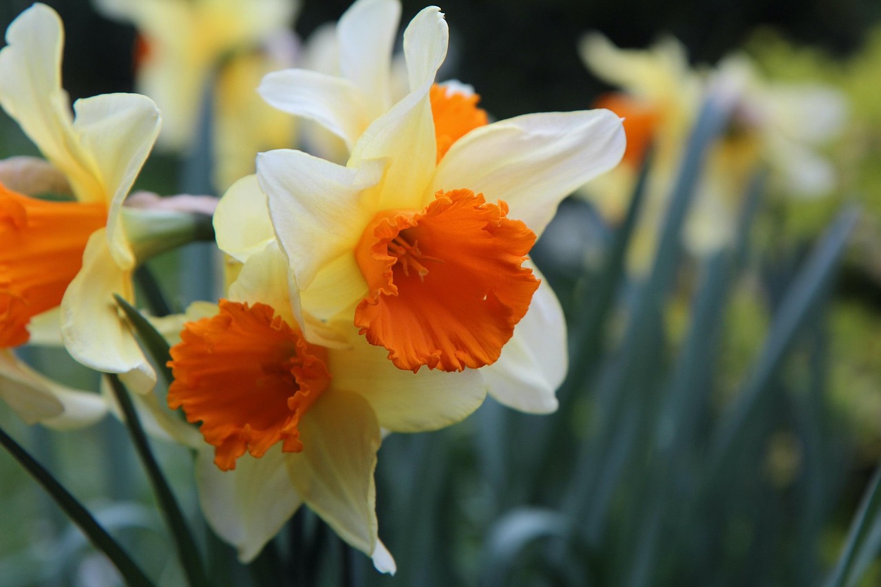Narcissus Flowers Garden - Free photo on Pixabay - Pixabay