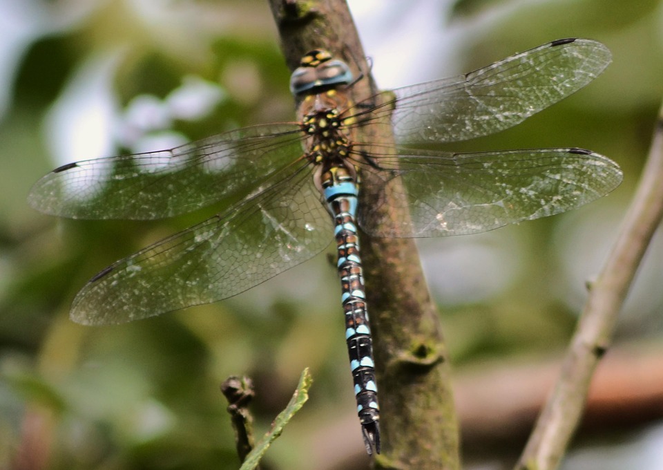 Nature Insecte Libellule - Photo gratuite sur Pixabay - Pixabay