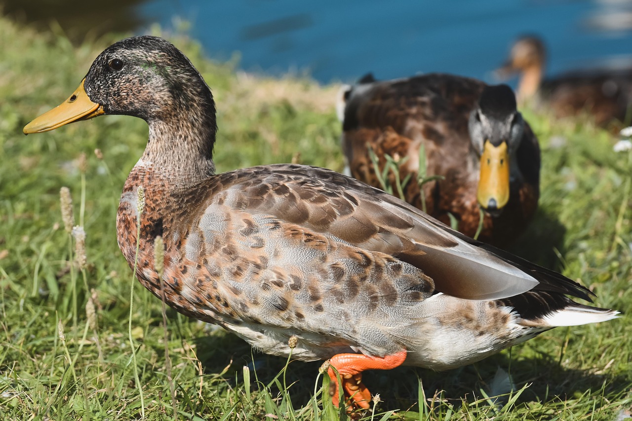 Pato Real Ave Acuática - Foto gratis en Pixabay - Pixabay