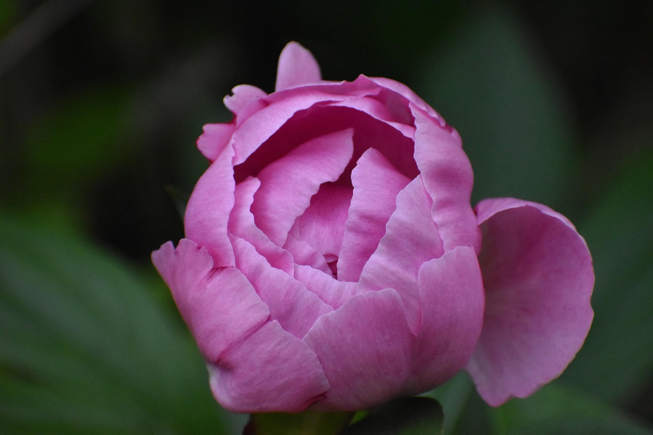 Peony Pink Blooming Flower - Free photo on Pixabay - Pixabay