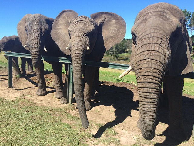 Elephants Nature Africa - Free photo on Pixabay