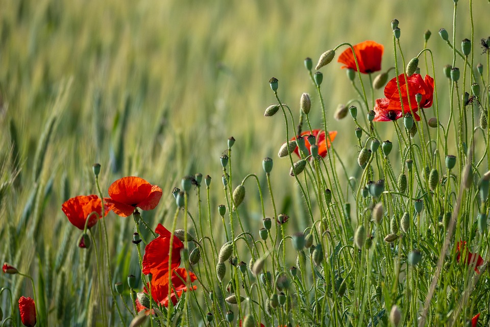 Blumen Mohnblumen Landwirtschaft - Kostenloses Foto auf Pixabay - Pixabay