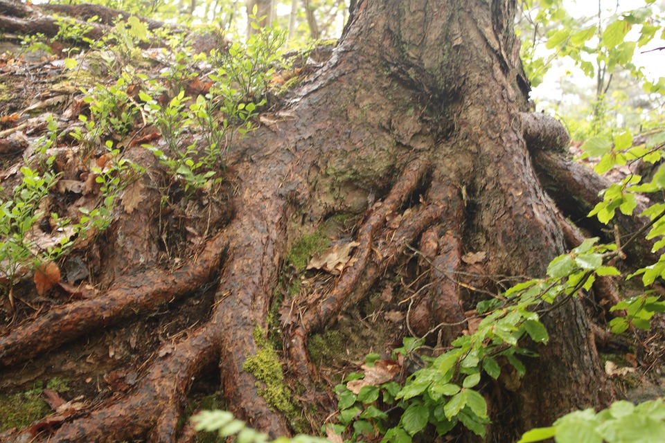 Roots Tree Nature - Free photo on Pixabay - Pixabay