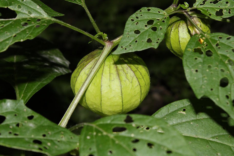Tomat Mentah Sayur-Mayur - Foto gratis di Pixabay - Pixabay