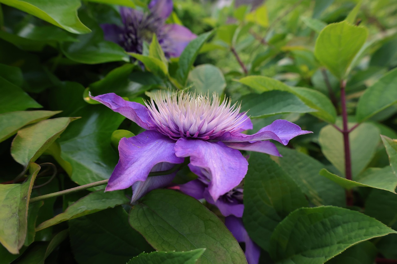 Clematis Flower Plant Climber - Free photo on Pixabay