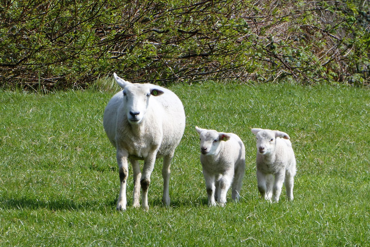 Oveja Corderos Animales - Foto gratis en Pixabay - Pixabay