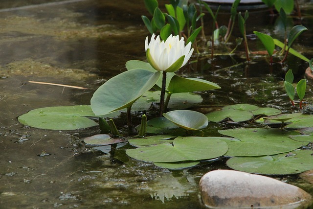 Aquatic Plant Botany Flowers Water - Free photo on Pixabay - Pixabay