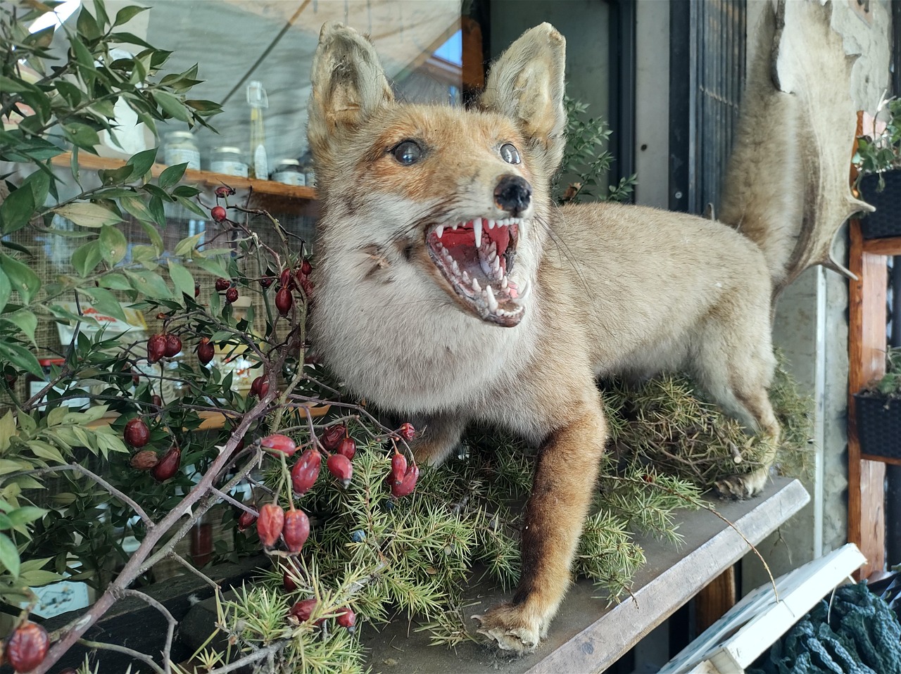 Animal Fox - Free photo on Pixabay - Pixabay