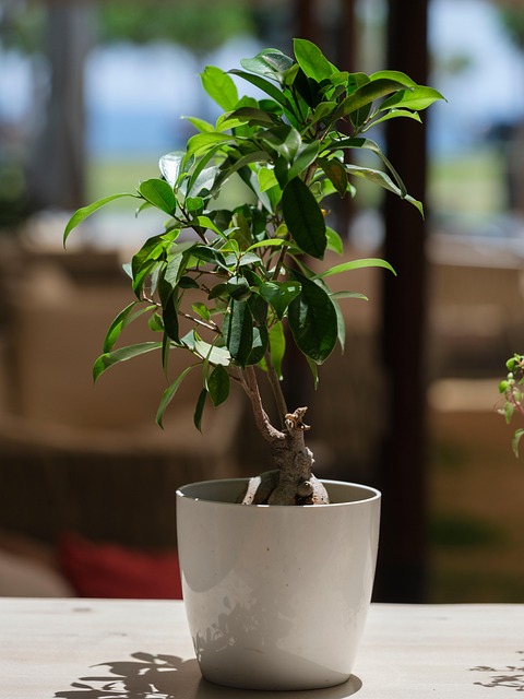 Chinese Banyan Plant Bonsai - Free photo on Pixabay - Pixabay
