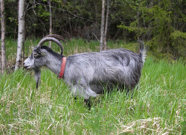 Kambing Betina Abu-Abu - Foto gratis di Pixabay - Pixabay