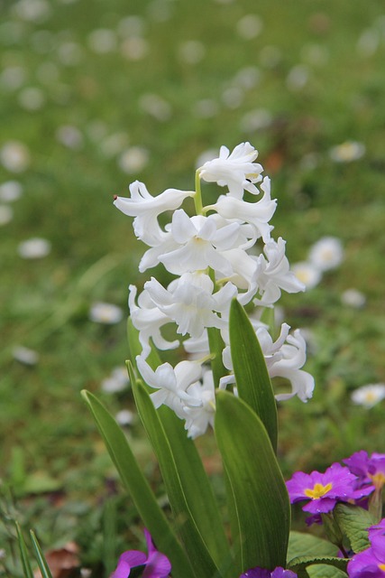 White Hyacinth Flowering Spring - Free photo on Pixabay - Pixabay