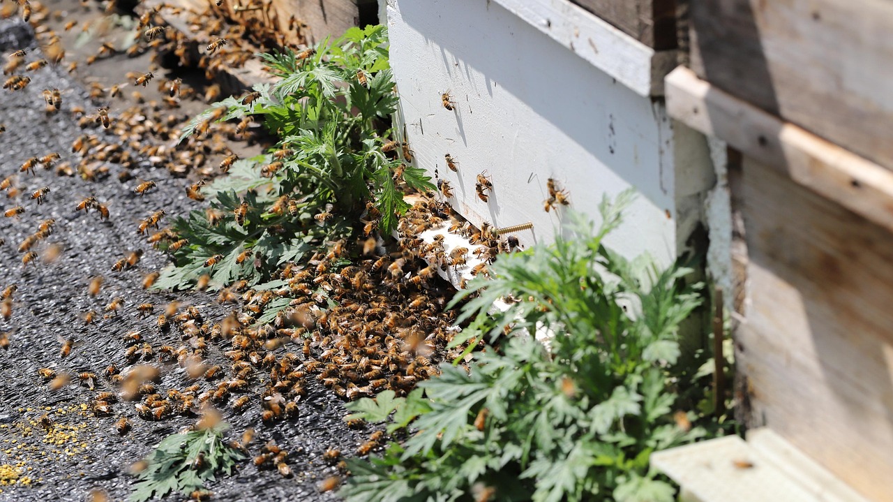 Bee Honey Beekeeping - Free photo on Pixabay - Pixabay