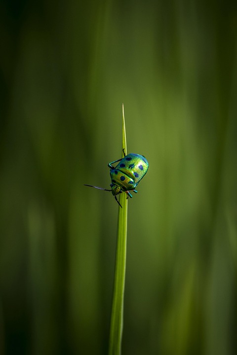 Insect Beetle Bug - Free photo on Pixabay - Pixabay