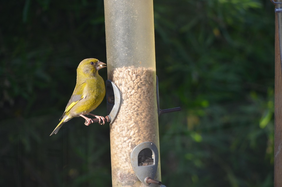 Bird Ornithology Greenfinch - Free photo on Pixabay