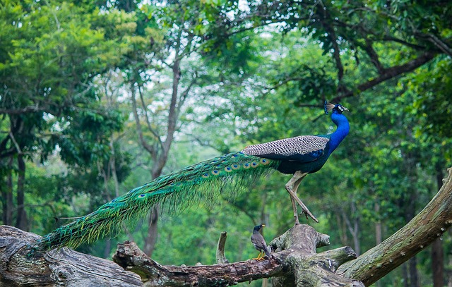 Pavo Real Bosque Fauna Silvestre - Foto gratis en Pixabay