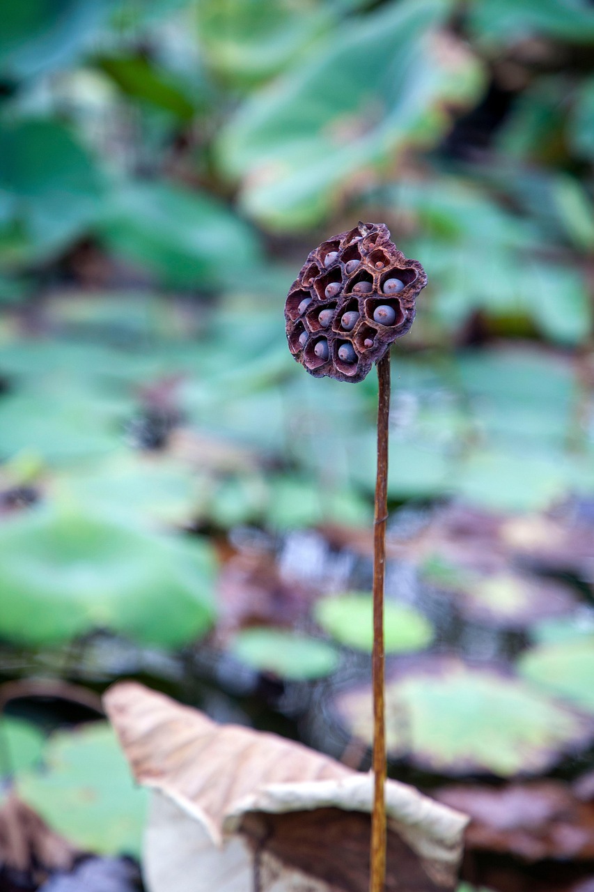 Lotus Bloom Květ - Fotografie zdarma na Pixabay - Pixabay