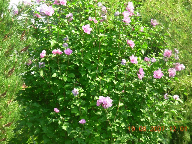 Hibiscus Bush - Free photo on Pixabay - Pixabay
