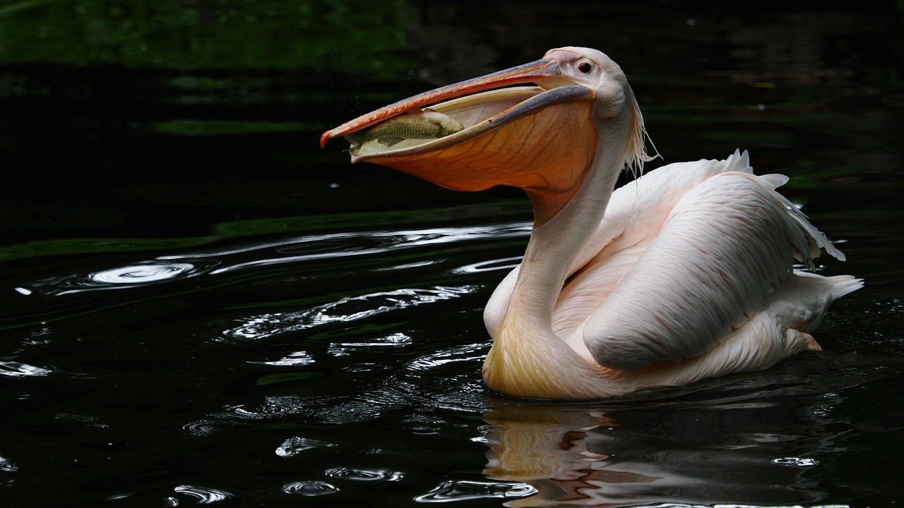 Pelican Bird Lake Water - Free photo on Pixabay - Pixabay
