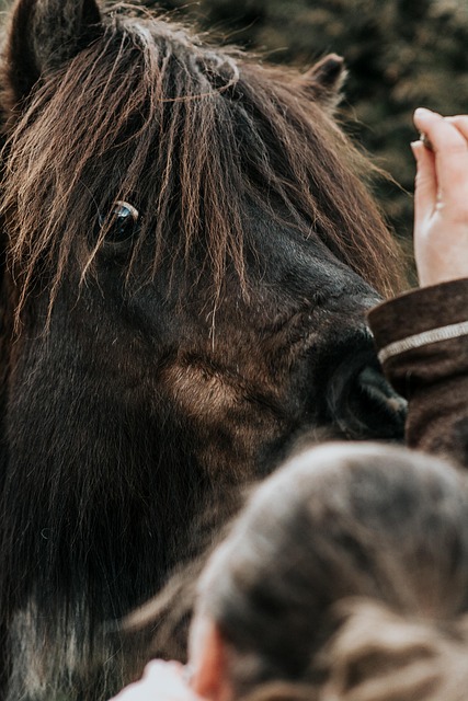 80+ kostenlose Islandpferd und Islandpony-Bilder - Pixabay