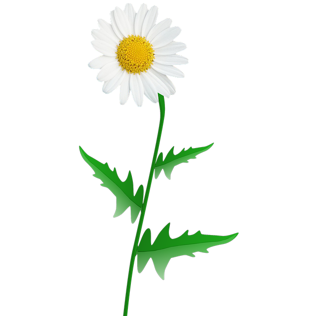 100,000+ Free Daisy Leaves & Daisy Images - Pixabay