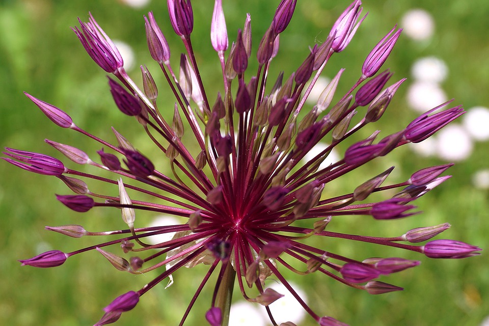 Allium Flower Plants Persian - Free photo on Pixabay - Pixabay