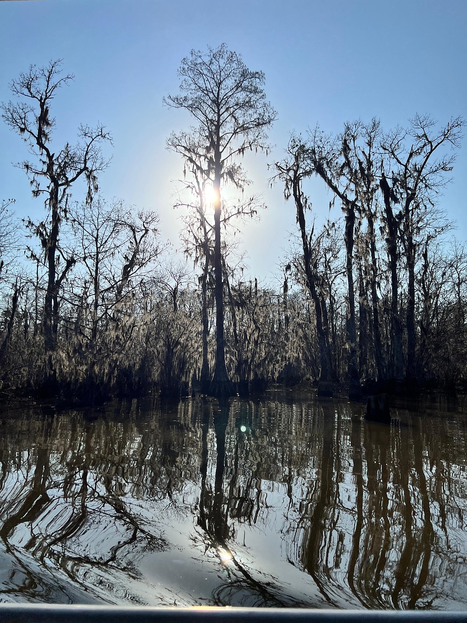 Trees Water Sunlight - Free photo on Pixabay - Pixabay