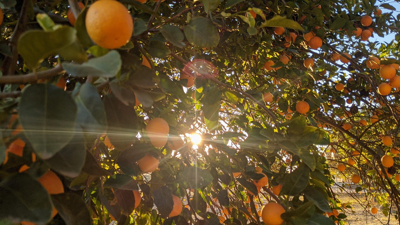 Des Oranges Arizona Soleil - Photo gratuite sur Pixabay - Pixabay