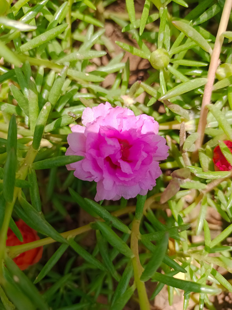 Nature Plant Flower Good - Free photo on Pixabay