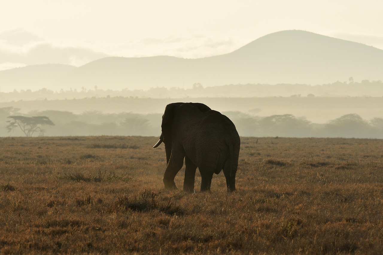 Plus de 10 000 photos gratuites de Afrique et de Nature - Pixabay