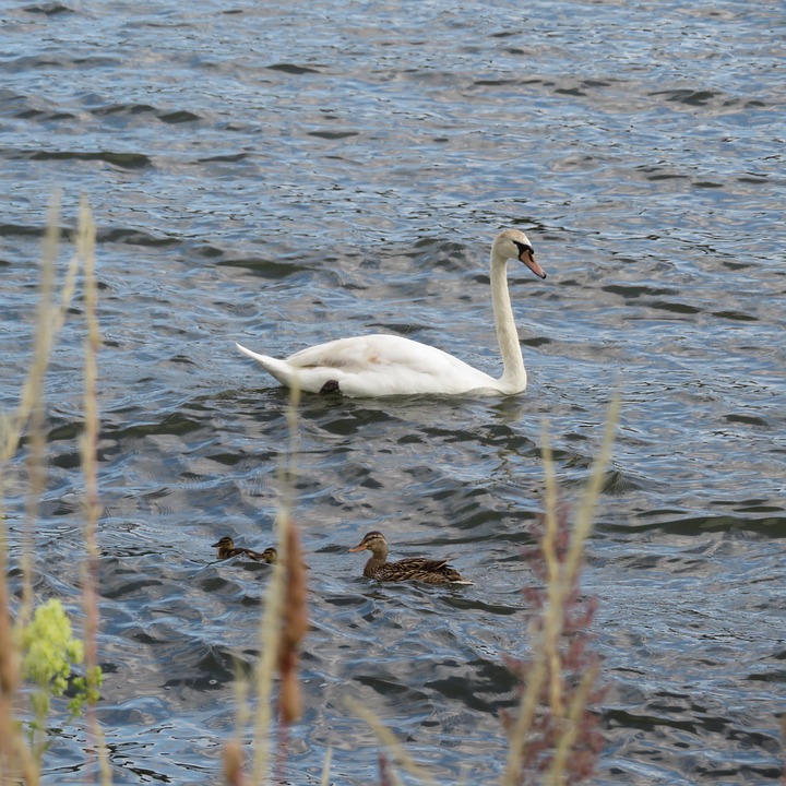 Cisne Pato Río - Foto gratis en Pixabay - Pixabay